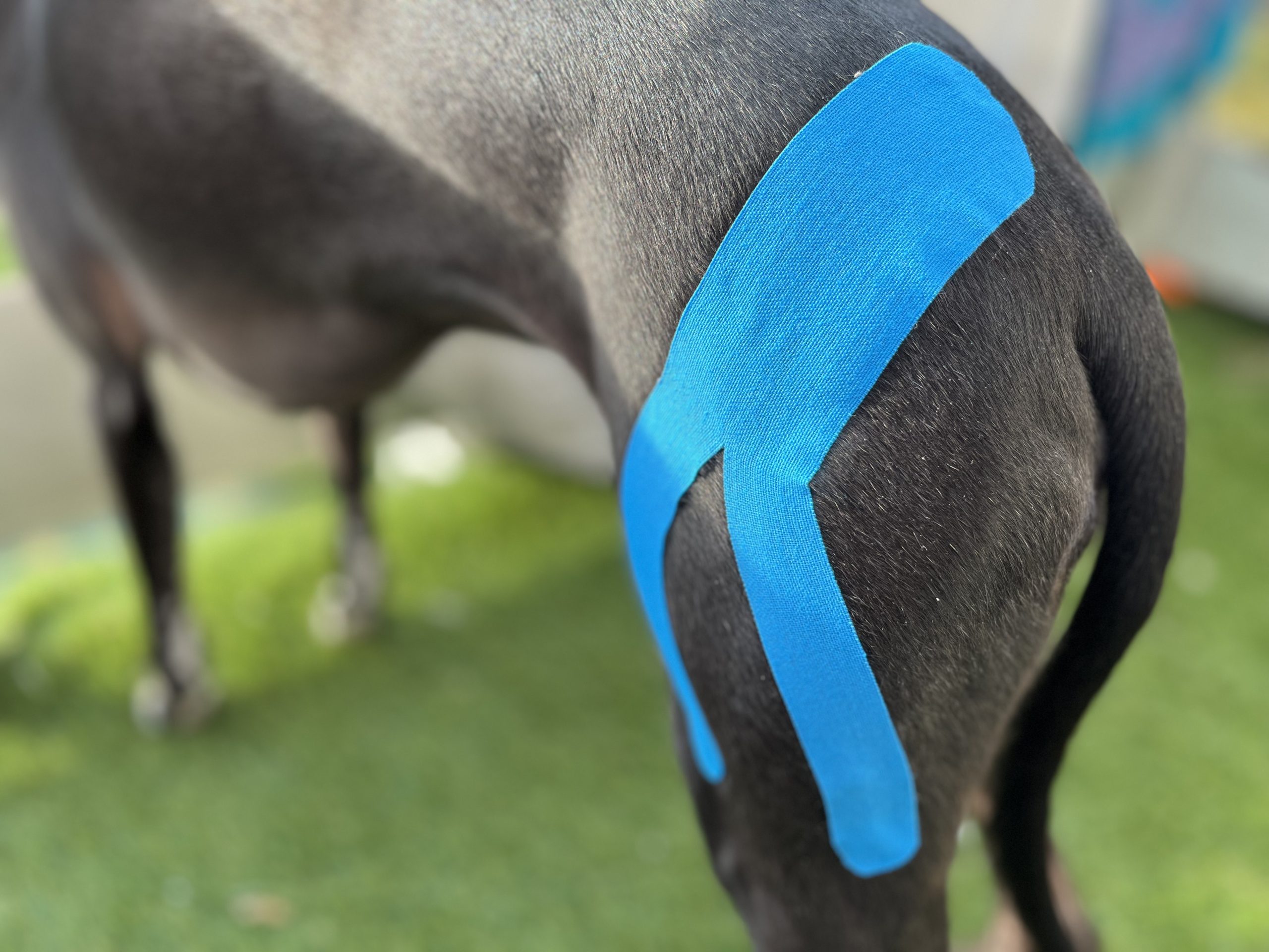 Dog Taping® - DeltaDog